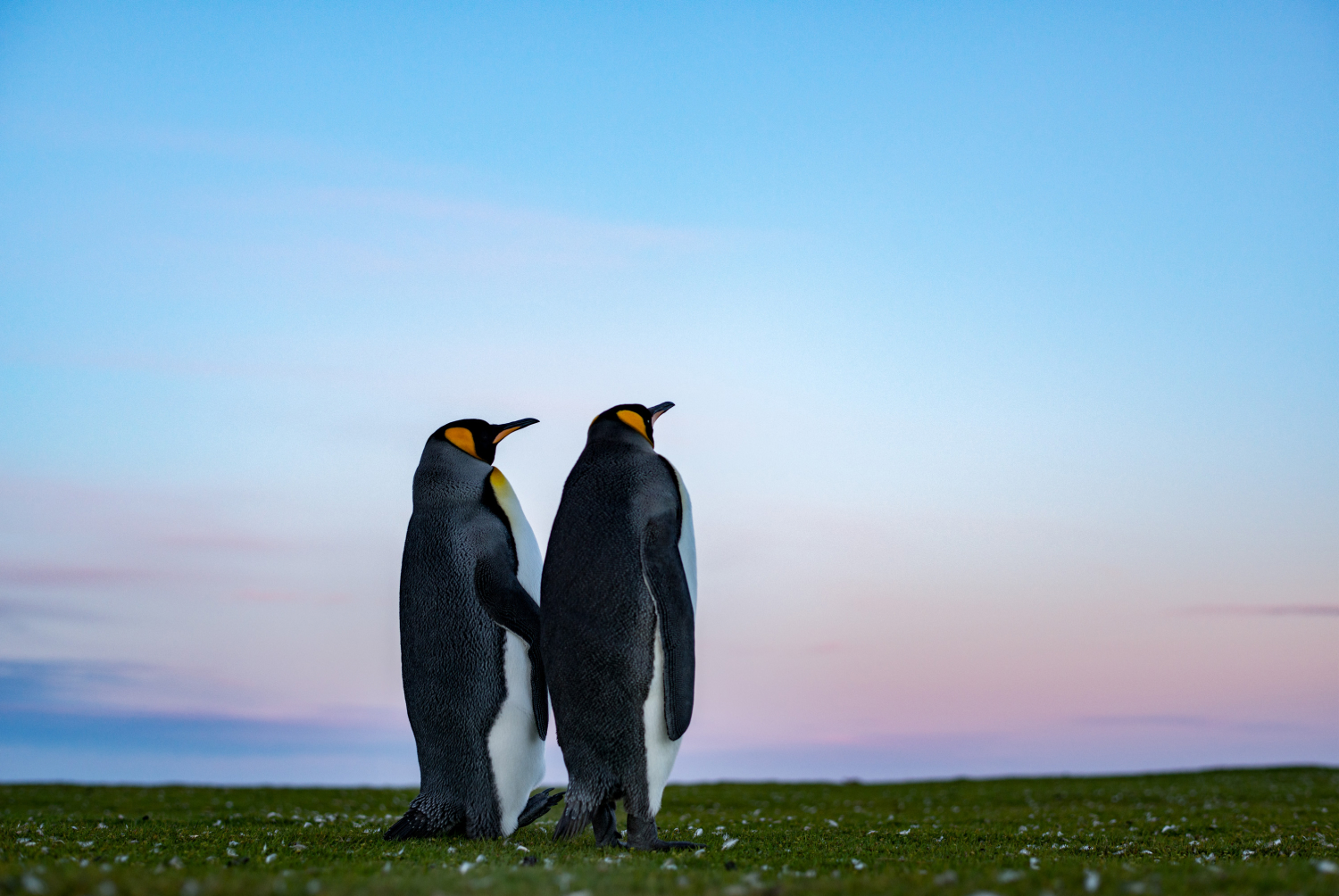 Colors -ペンギン島の物語-（2019） - Yusuke Okada Photography
