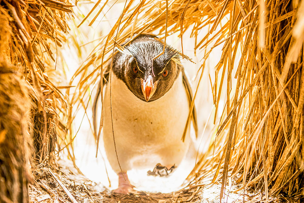 Penguin Being -今日もペンギン-(2024) - Yusuke Okada Photography