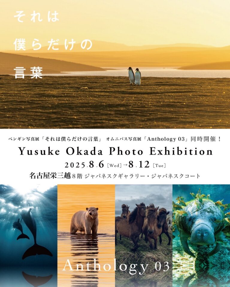 名古屋にてペンギン写真展「それは僕らだけの言葉」・オムニバス写真展「Anthology 03」同時開催！ - Yusuke Okada Photography